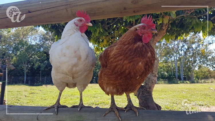 Perchas en el Gallinero: ¿Son Necesarias?